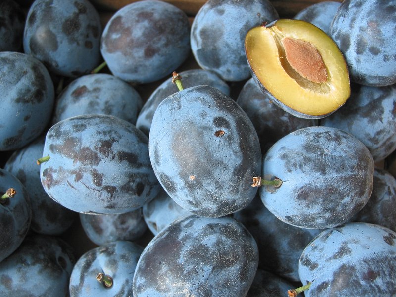 Tolerantne in odporne sorte sliv - Novice